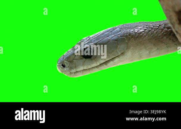 Close up of black mamba snake head on green screen background Stock ...