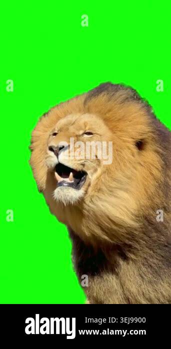 Majestic male lion roaring and licking lips on green screen background ...