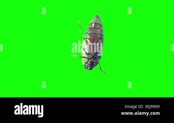 Metallic jewel beetle flying on green screen background Stock Video ...