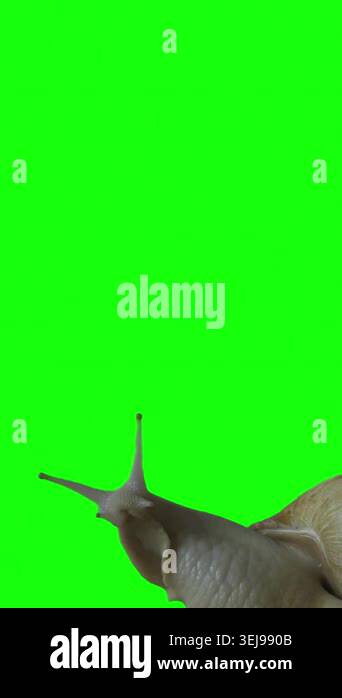 Macro shot of a slow snail crawling isolated on green screen background ...