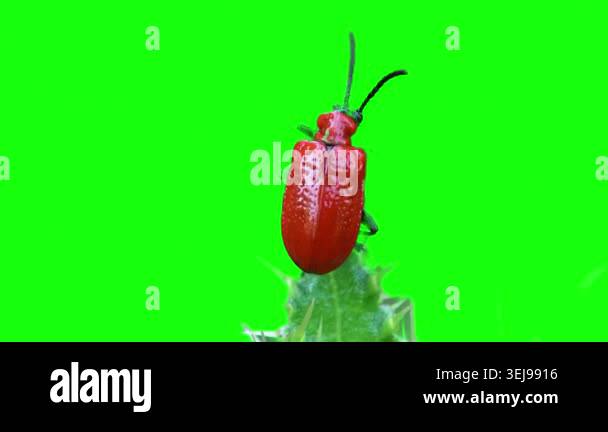 Red lily beetle on a green leaf isolated on green screen background ...