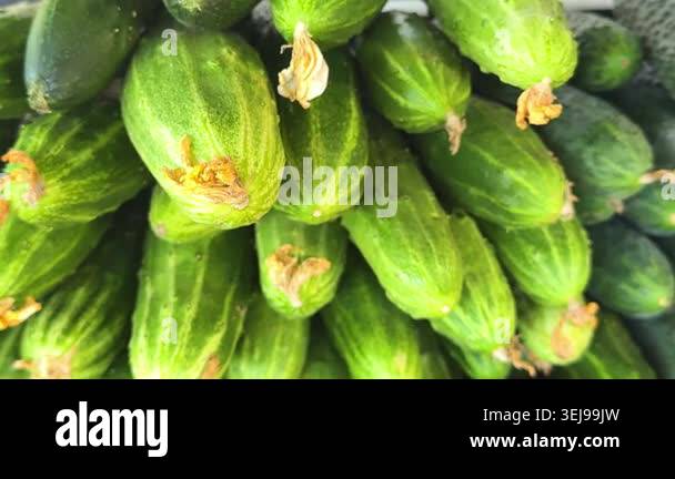 Different fresh cucumbers arranged in heap on market counter with rich ...