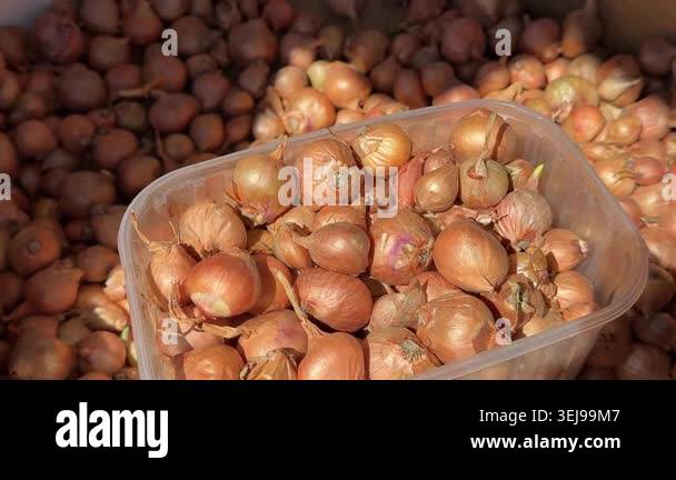 Tiny planting onions displayed by weight in plastic containers and ...