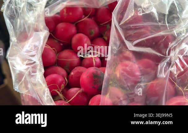 Bright red radishes with green tops gathered inside clear plastic sack ...