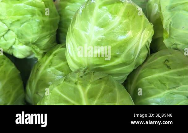 Tender young cabbage heads displayed with crisp green texture and ...