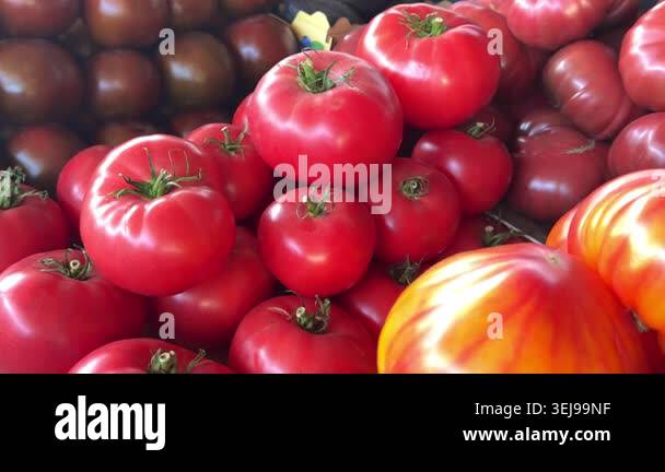 Beautiful fresh tomatoes arranged in pile on market counter with rich ...