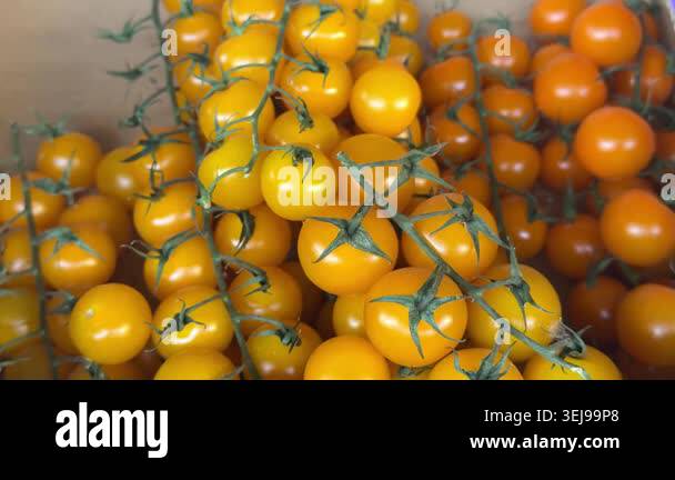Bright yellow cherry tomatoes hanging on green branch with natural ...