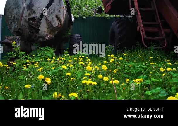 green grass and yellow dandelion flowers that bloom in spring and ...
