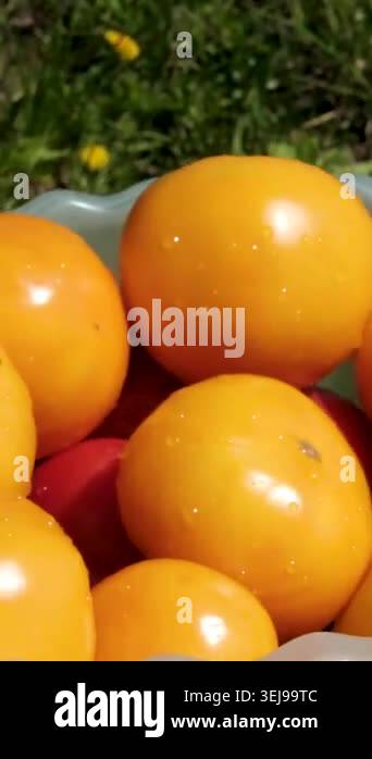 Yellow grape cherry tomatoes in a rustic wooden bowl. a bowl of red and ...