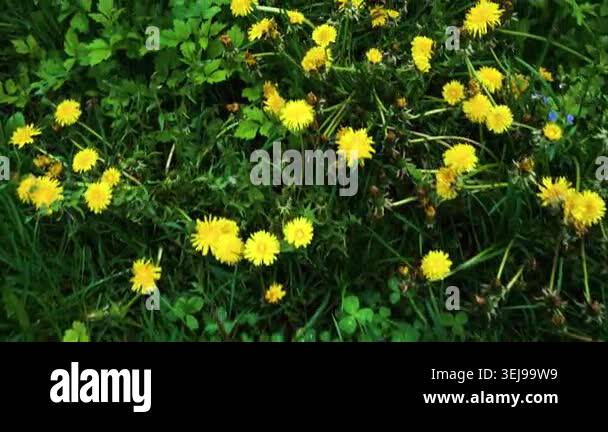 green grass and yellow dandelion flowers that bloom in spring and ...