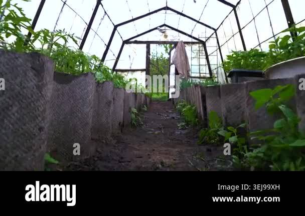 homemade greenhouse for growing early agricultural varieties of ...
