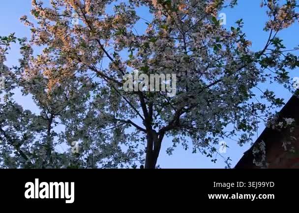 flowering and pollination of flowers on a cherry tree in spring Stock ...