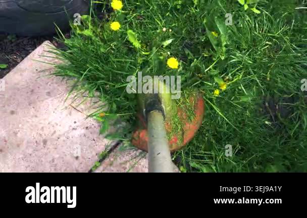 mowing grass and weeds outdoors in sunny, warm weather from the first ...