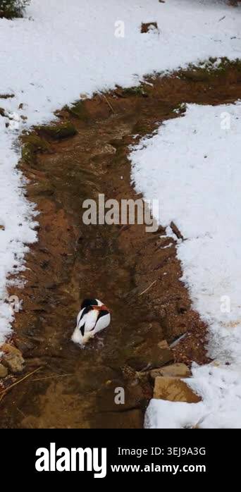 Beautiful Common Shelduck stands in the narrow creek washing in clear ...