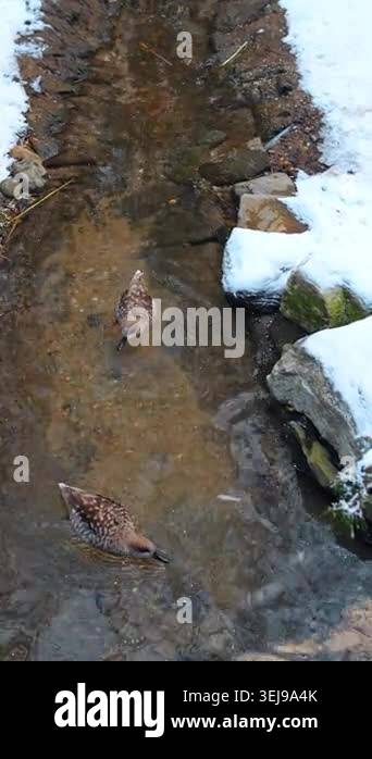 Spotted ducks swim in the clear creek. Snow lies on the ground around ...