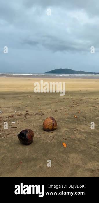 Two coconuts lie on the sandy beach. Coast of Costa Rica on gloomy day ...