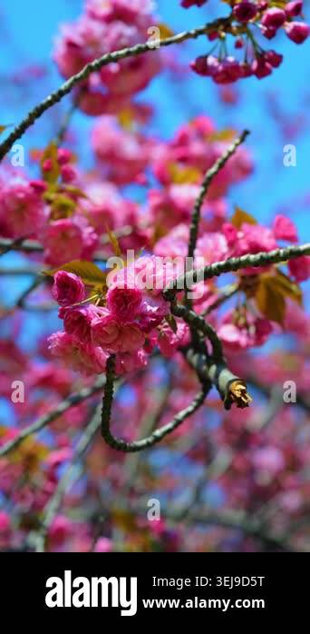 Close up of pink Kanzan cherry blossom flowers against blue sky ...