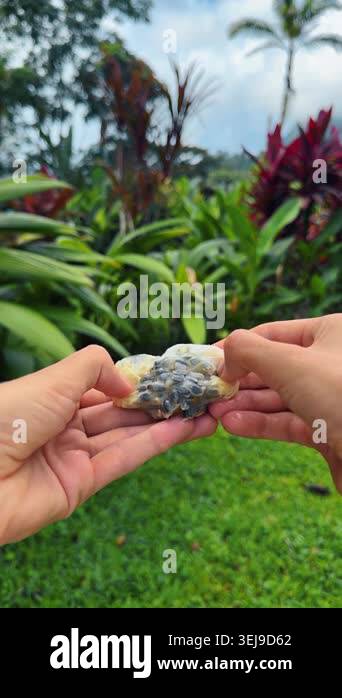 Hands hold the fruit flesh with lots of seeds. Tropical plants in the ...