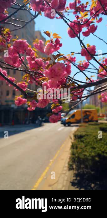 Close up of pink cherry blossoms on Manhattan street background. Macro ...