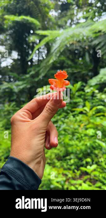 A female hand is holding a beautiful orange flower. Raindrops fall on ...