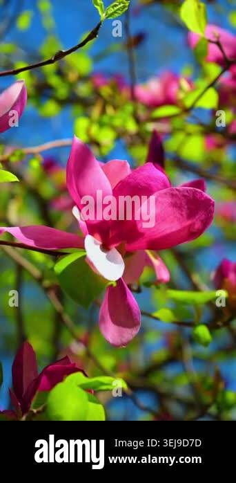 Pink magnolia tree flowers blooming against clear blue sky. Close up ...