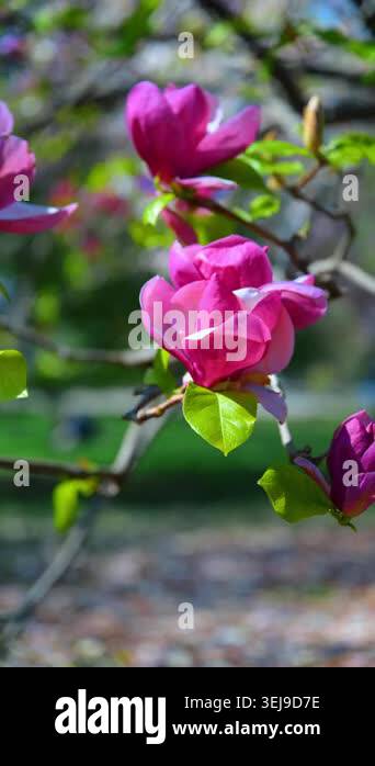Detailed view of pink magnolia flowers in New York Central Park. Macro ...