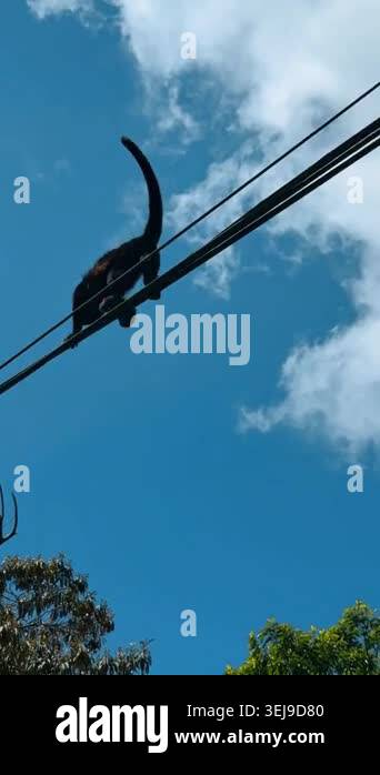 Monkey climbs by the wires moving carefully. Low angle view. Wildlife ...