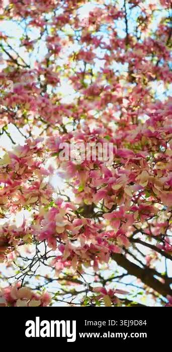 Vibrant pink magnolia blossoms on tree branches against sky. Low angle ...