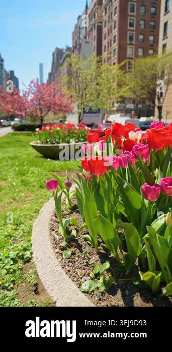 Red and pink tulips in stone planter on Park Avenue. Foreground of red ...