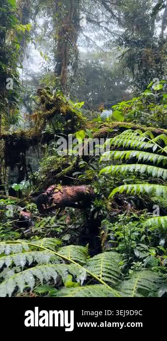 Big branches of the broken tree. Lush greenery of the tropical forest ...
