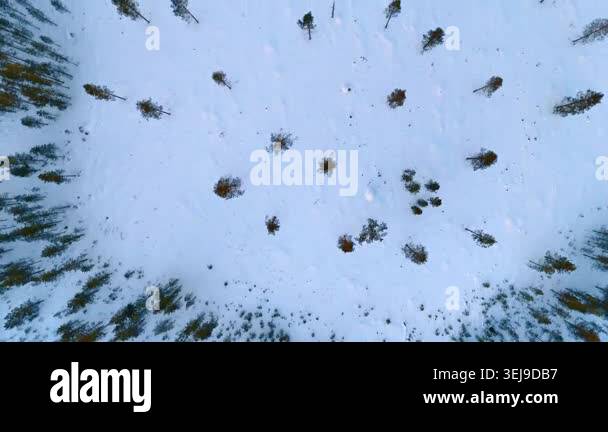 Scarce pine trees on the plain snowy landscape. Drone footage over the ...