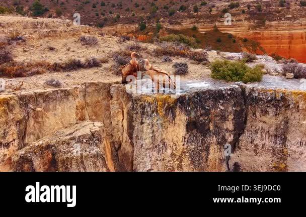 Two griffon vultures perched on rocky limestone cliff edge. Large ...