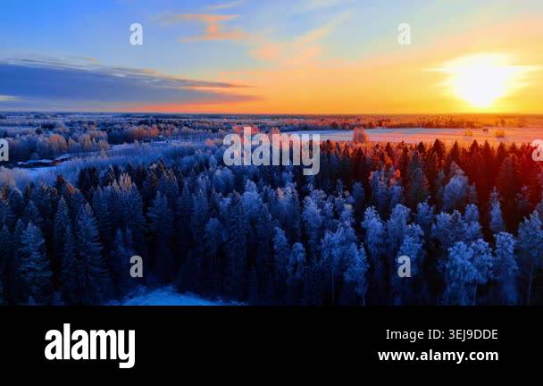Approaching the pine tree woods covered with snow and setting sun light ...