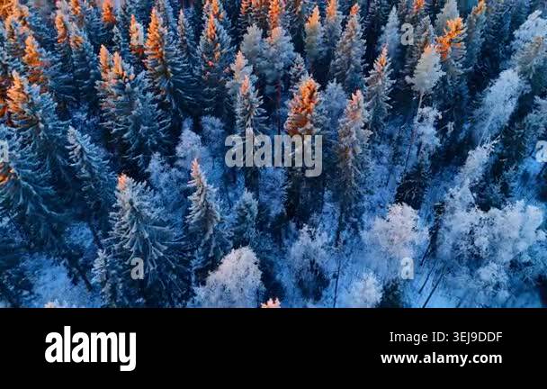 Moving over the tops of pine trees covered with snow and setting sun ...