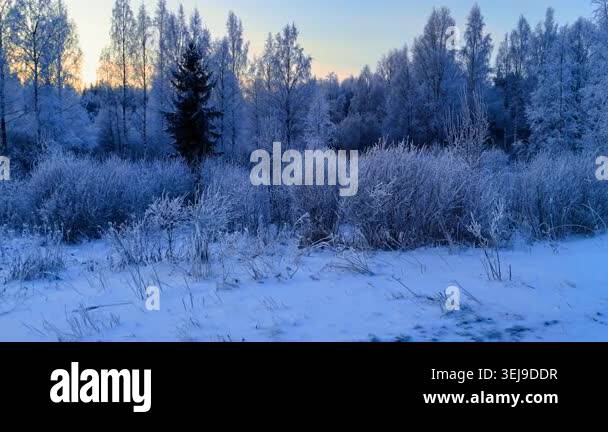 Walk in the snowy wood in winter. Peaceful forest in the wilderness of ...