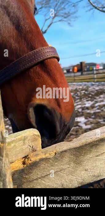 Horse Muzzle Close-Up Behind Wooden Fence Outdoors. Close-up of brown ...