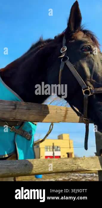 Black Horse Beside Warning Sign at Fence. Black horse wearing halter ...
