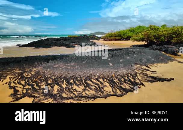 Mangrove Trees Sandy Beach Galapagos Overcast Dramatic Sky. Mangrove ...