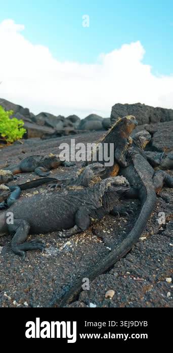 Group Marine Iguanas on Black Lava Rock Galapagos Colony. Colony of ...