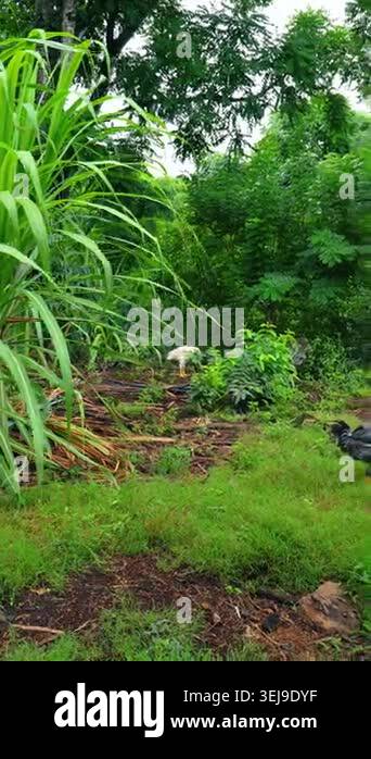 Free Range Chickens in Tropical Garden Galapagos Village. White and ...