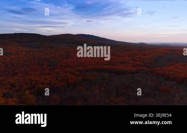 Aerial view of autumn red forest on rolling hills at dusk with blue sky ...