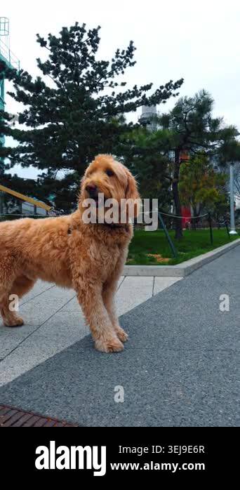 Gorgeous fluffy brown dog feeling anxious and waving tail. Beautiful ...