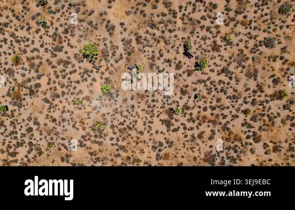 Vast desert spotted by the rare trees and shrubs. A group of donkeys ...