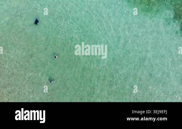 Three men swimming in sea drone rising shot revealing isla mucura beach ...