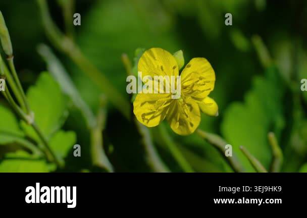 Greater Celandine in natural ambient, toxic, herbal medicine ...