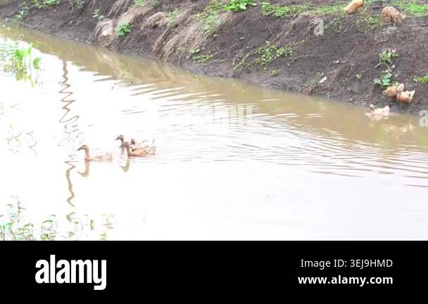 A Group Of Ducks Swimming In A Narrow Waterway Lined With Greenery And ...