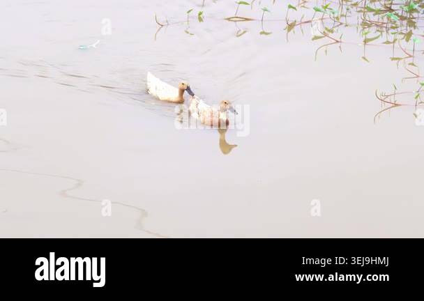 Two Ducks Swim In Calm Brown Water With Green Reeds In The Background ...