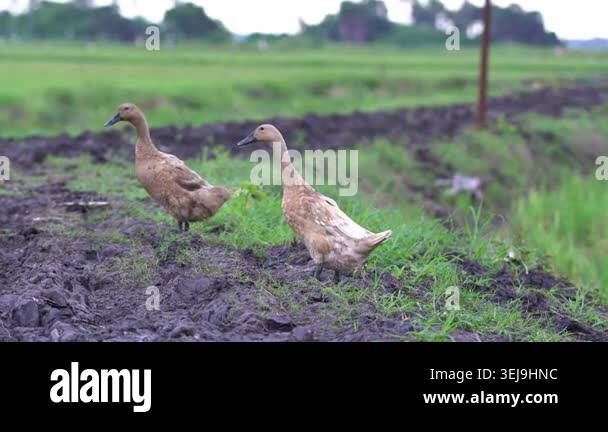 Two Brown Ducks Walk On A Muddy Field With Green Grass And Agriculture ...