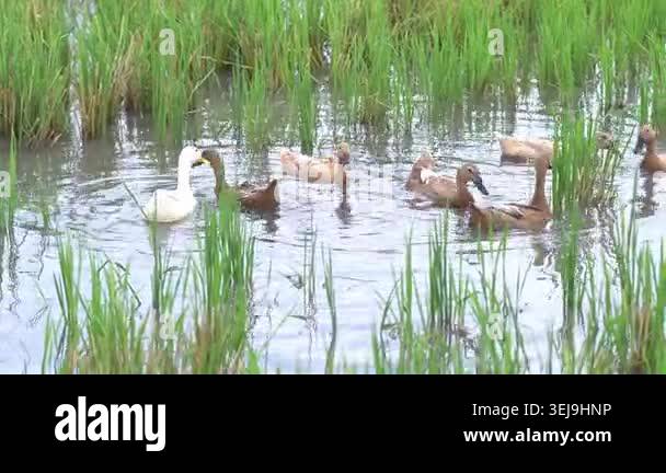 A Flock Of Ducks Swimming In A Lush Green Rice Paddy Field Under Soft ...