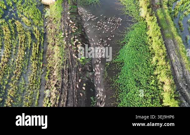 Aerial View Of A Flock Of Ducks Swimming In A Murky Swamp Surrounded By ...